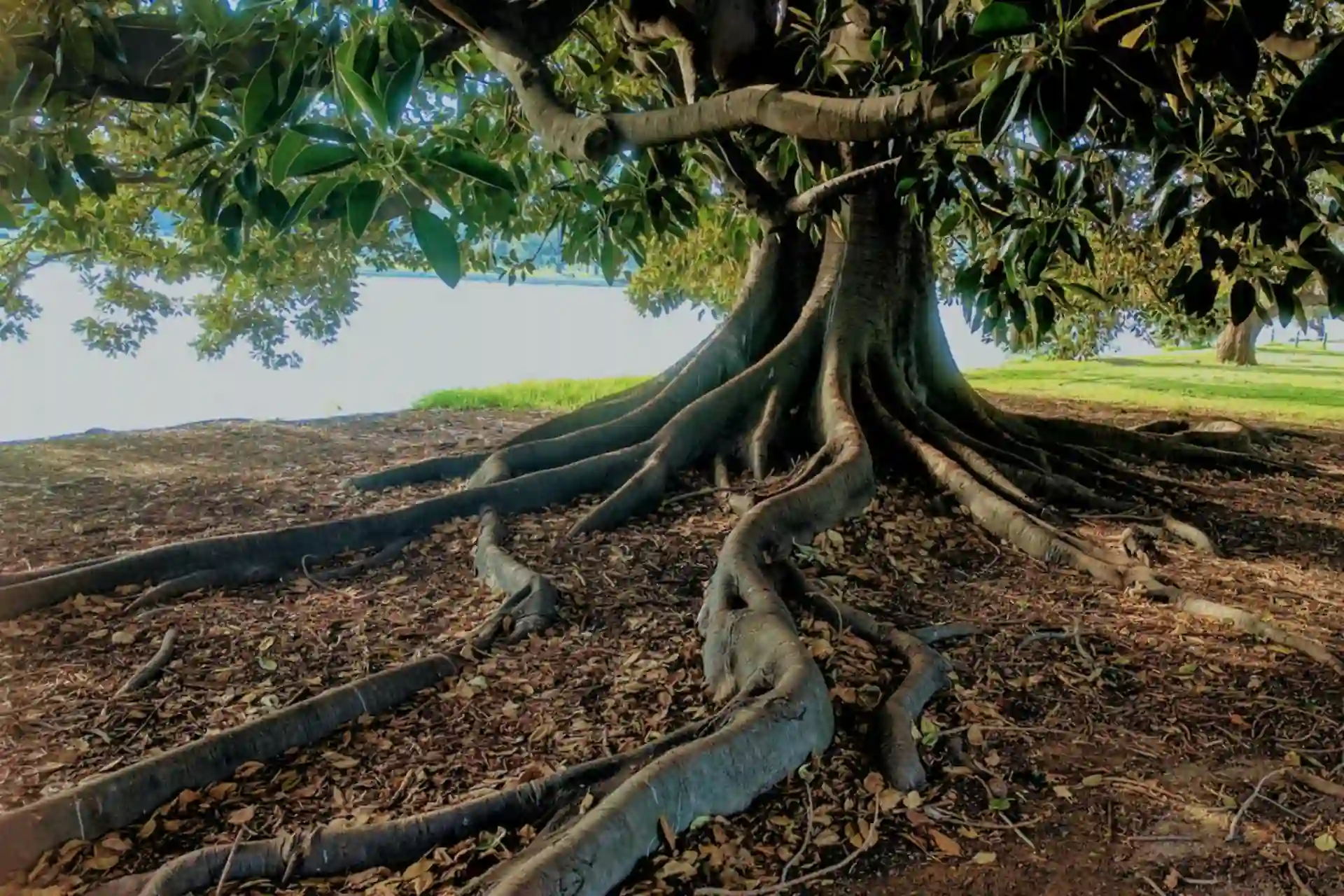 Exploring the Arabic Roots - Arabic Tutor Online